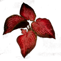 Elden Ring Erdleaf Flower Recipes List | Where To Find