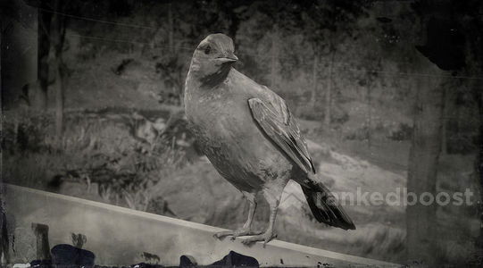 Red Dead Redemption 2 Oriole | Locations, Crafting, Legendary, Materials