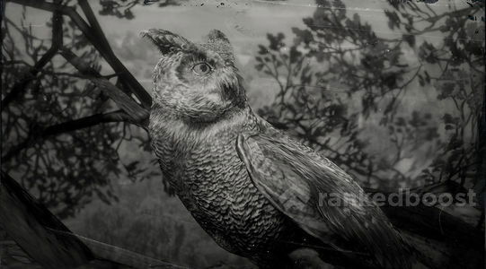 Red Dead Redemption 2 Owl | Locations, Crafting, Legendary, Materials