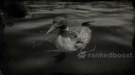 Red Dead Redemption 2 Loon | Locations, Crafting, Legendary, Materials