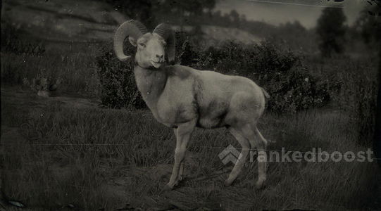 Red Dead Redemption 2 Ram | Locations, Crafting, Legendary, Materials
