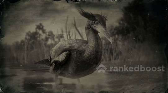 Red Dead Redemption 2 Cormorant | Locations, Crafting, Legendary, Materials