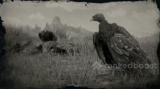 Red Dead Redemption 2 Vulture | Locations, Crafting, Legendary, Materials