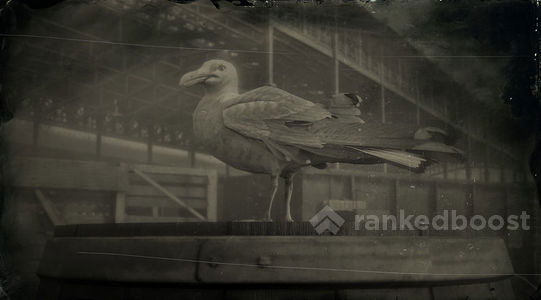 Red Dead Redemption 2 Seagull | Locations, Crafting, Legendary, Materials