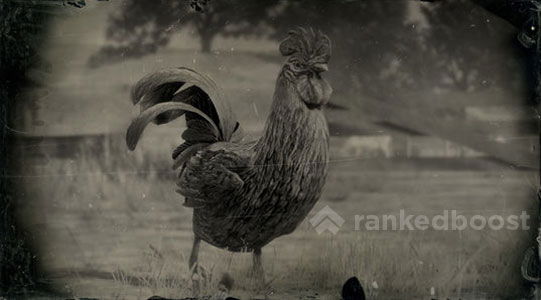 Red Dead Redemption 2 Rooster | Locations, Crafting, Legendary, Materials