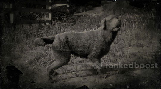 Red Dead Redemption 2 Dog | Locations, Crafting, Legendary, Materials