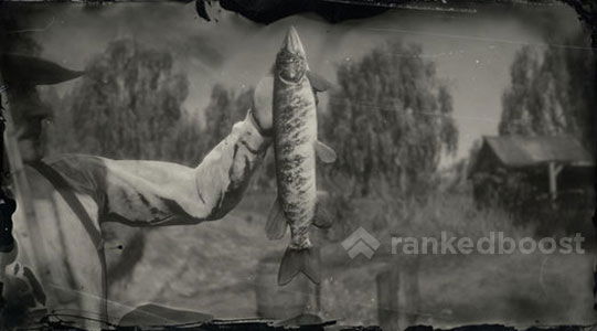 Red Dead Redemption 2 Redfin Pickerel | Locations, Crafting, Legendary ...