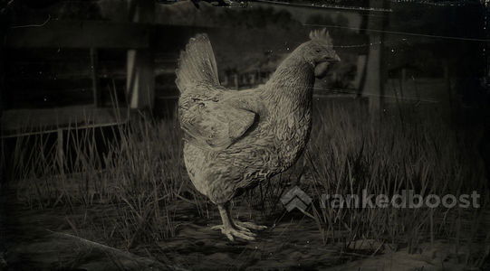 Red Dead Redemption 2 Chicken | Locations, Crafting, Legendary, Materials