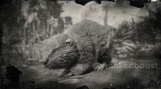 Red Dead Redemption 2 Beaver | Locations, Crafting, Legendary, Materials