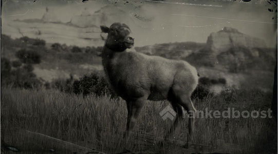 Red Dead Redemption 2 Ram | Locations, Crafting, Legendary, Materials