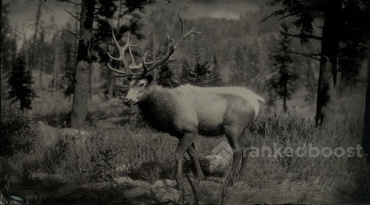 Red Dead Redemption 2 Elk | Locations, Crafting, Legendary, Materials