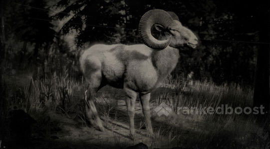 Red Dead Redemption 2 Ram | Locations, Crafting, Legendary, Materials