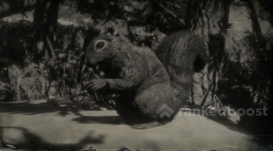 Red Dead Redemption 2 Squirrel | Locations, Crafting, Legendary, Materials