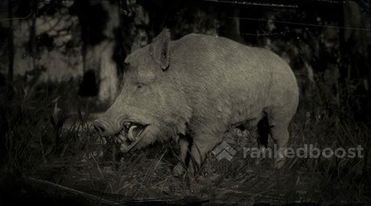 Red Dead Redemption 2 Boar | Locations, Crafting, Legendary, Materials