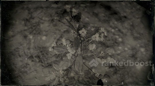 Red Dead Redemption 2 Burdock Root Where To Find and Craft