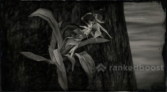 Red Dead Redemption 2 Clamshell Orchid Where To Find and Craft