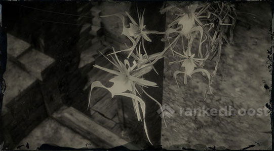 Red Dead Redemption 2 Ghost Orchid Where To Find and Craft