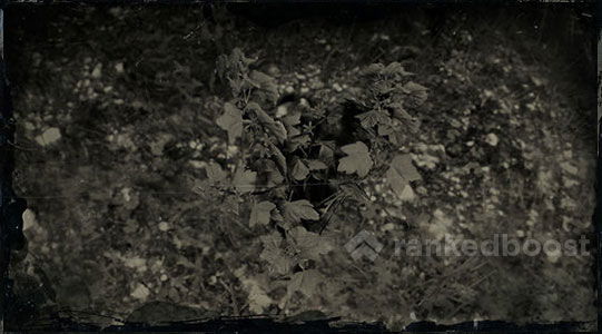 Red Dead Redemption 2 Golden Currant Where To Find and Craft