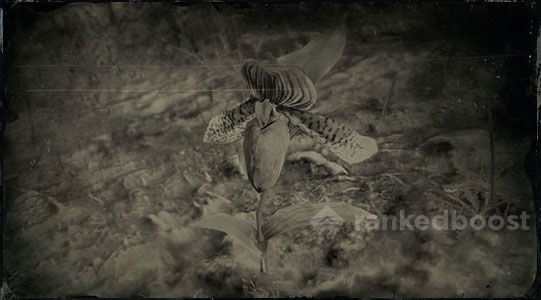 Red Dead Redemption 2 Lady Slipper Orchid Where To Find and Craft