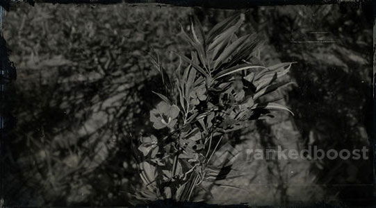 Red Dead Redemption 2 Oleander Sage Where To Find and Craft