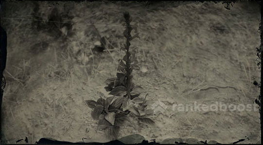 Red Dead Redemption 2 Red Sage Where To Find and Craft