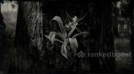 Red Dead Redemption 2 Spider Orchid Where To Find and Craft