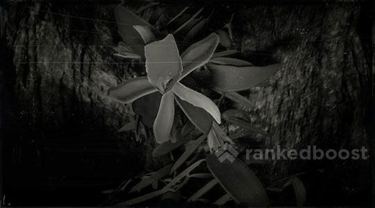 Red Dead Redemption 2 Vanilla Flower Where To Find and Craft