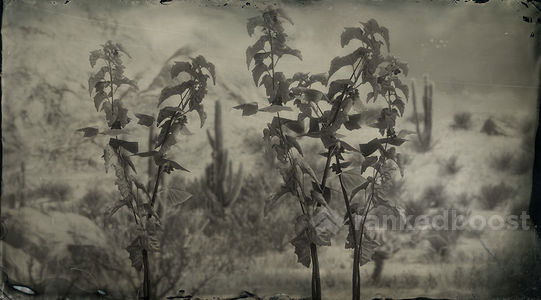 Red Dead Redemption 2 Blackcurrant Where To Find and Craft