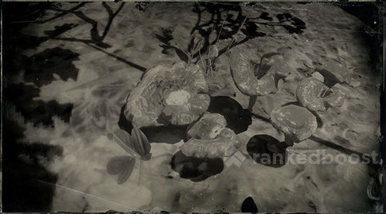 Red Dead Redemption 2 Chanterelles Where To Find and Craft