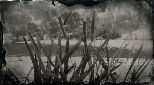 Red Dead Redemption 2 Common Bulrush Where To Find and Craft