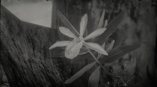 Red Dead Redemption 2 Plants Locations | How To Find and What To Craft