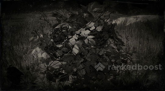 Red Dead Redemption 2 Red Raspberry Where To Find and Craft