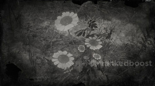 Red Dead Redemption 2 Wild Feverfew Where To Find and Craft