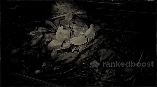 Red Dead Redemption 2 Wintergreen Berry Where To Find and Craft