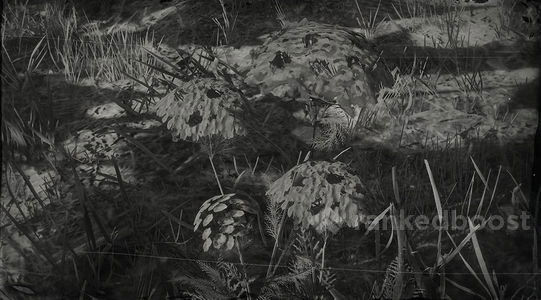 Red Dead Redemption 2 Yarrow Where To Find and Craft